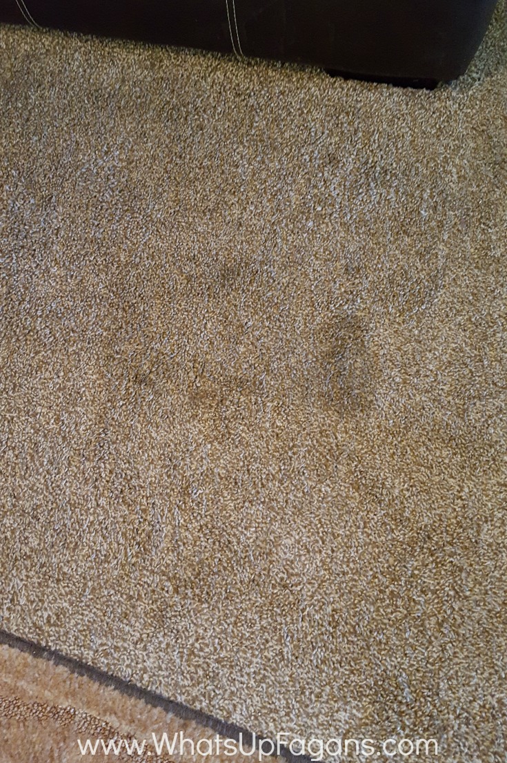 The Surprisingly Easy Chemical-Free Way to Remove Carpet Stains