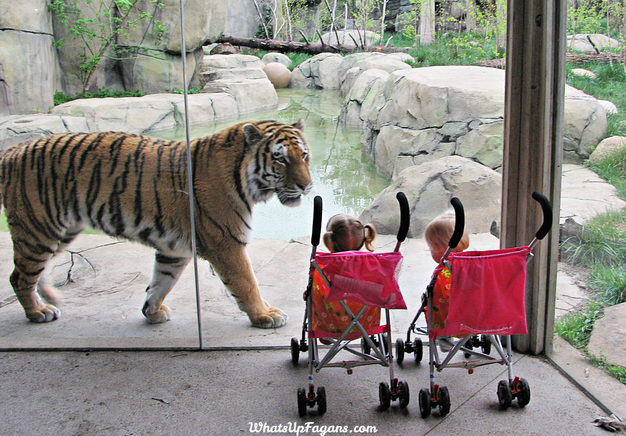 29+ Leap Year Activities & Resources Just for Kids